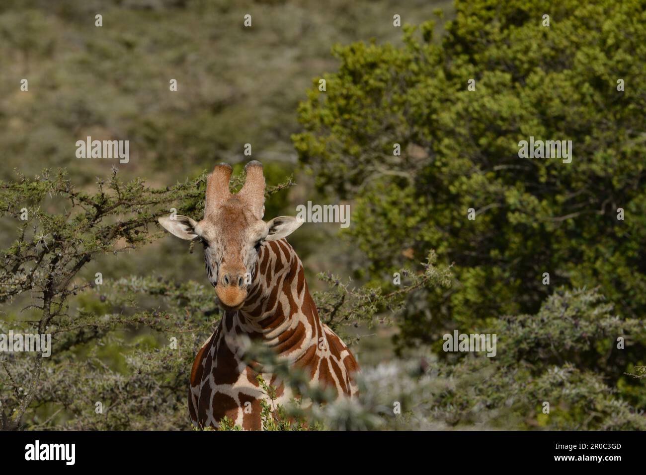 Giraffe feet hi-res stock photography and images - Alamy