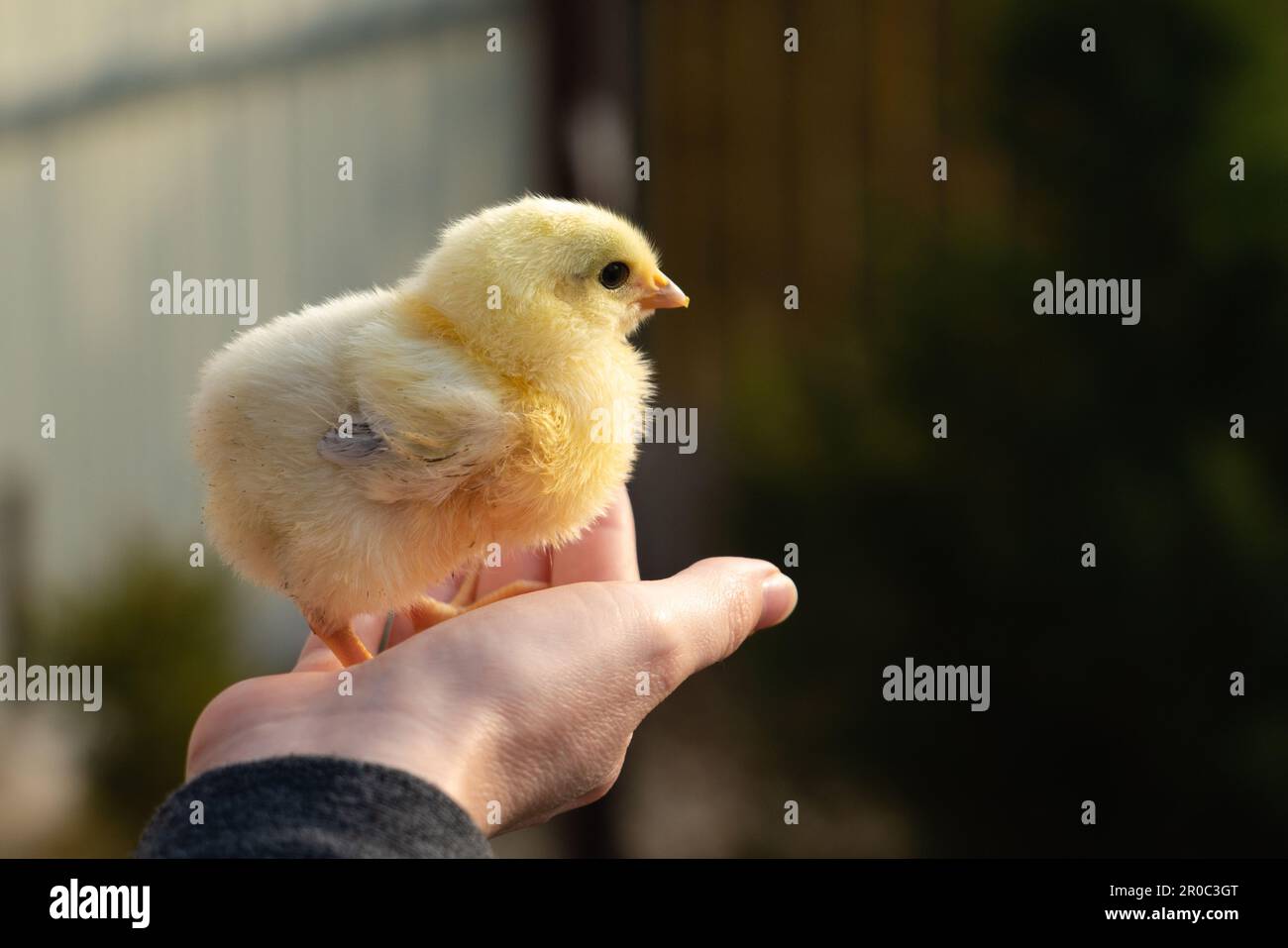 Yellow chicken in farmer's hand. Poultry farm Stock Photo - Alamy