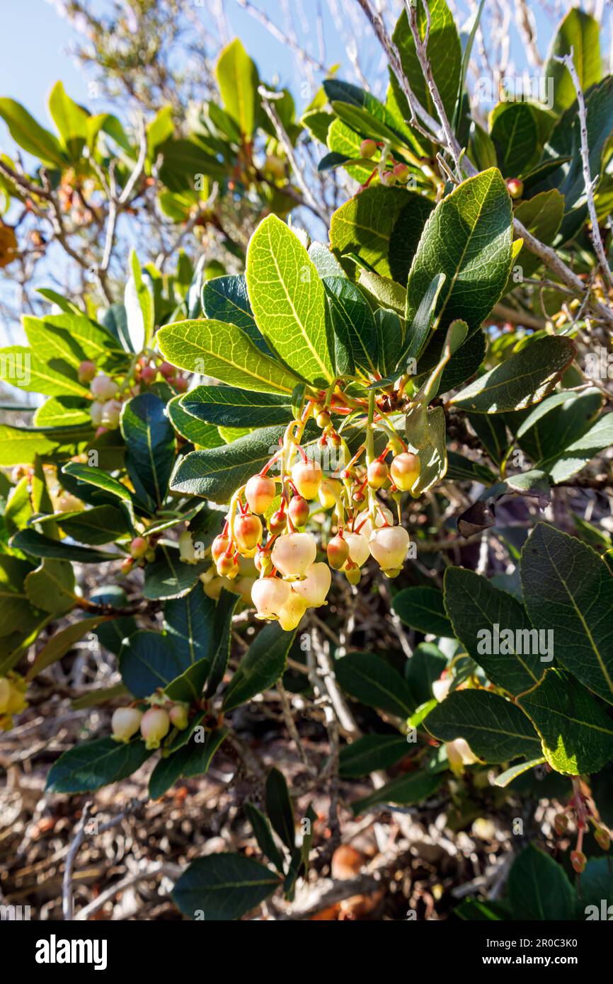 A flowering strawberry tree, an evergreen shrub growing in Sardinia ...
