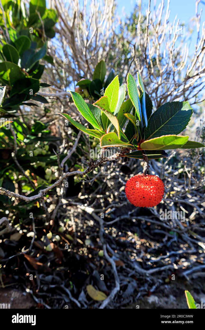 Strawberry tree fruit growing on an evergreen shrub in Sardinia, Italy ...