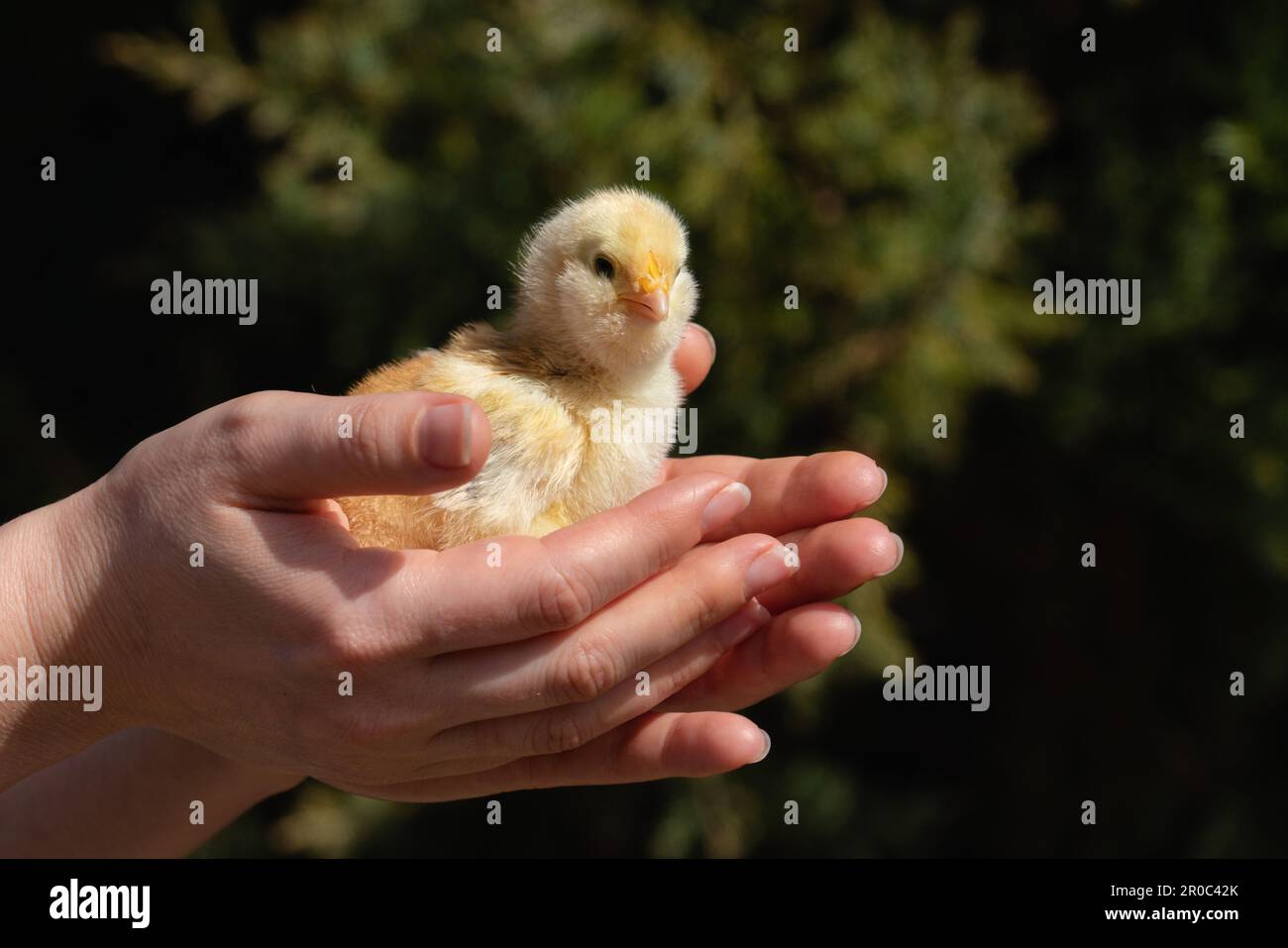 Hand and chicken hi-res stock photography and images - Alamy