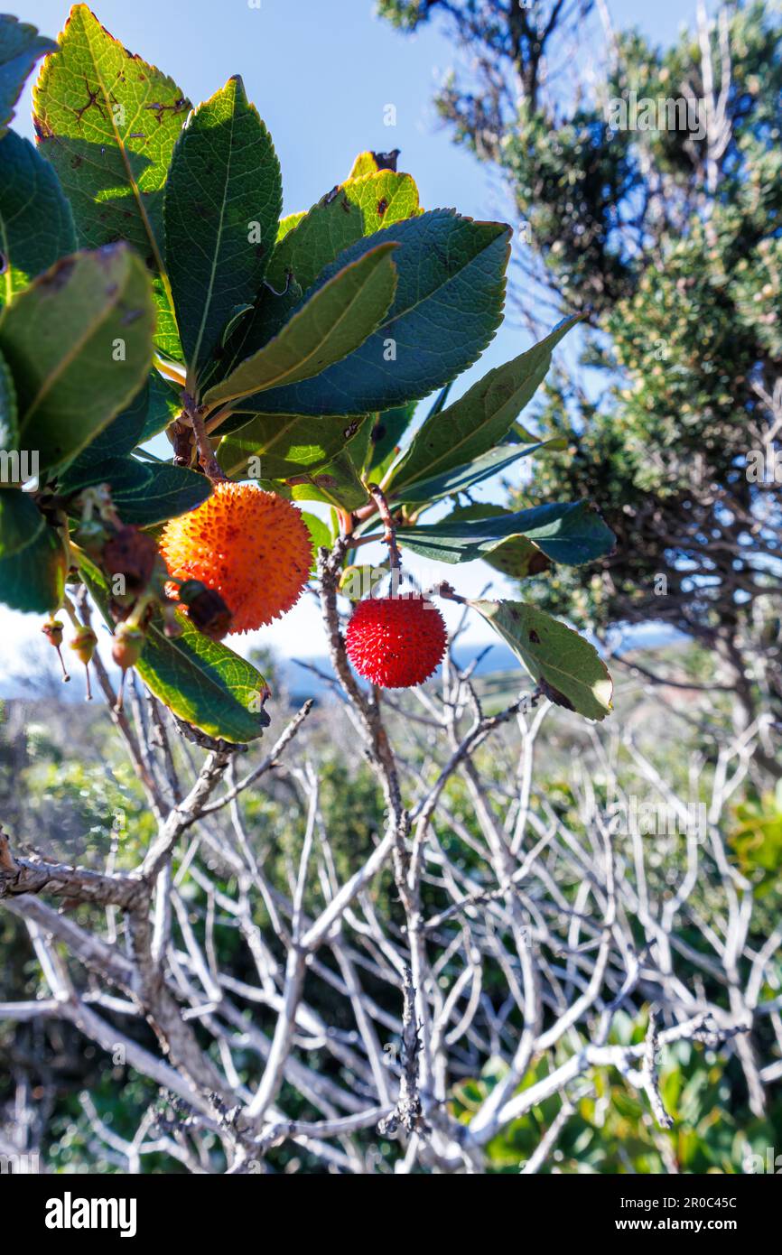 Strawberry tree fruit growing on an evergreen shrub in Sardinia, Italy ...