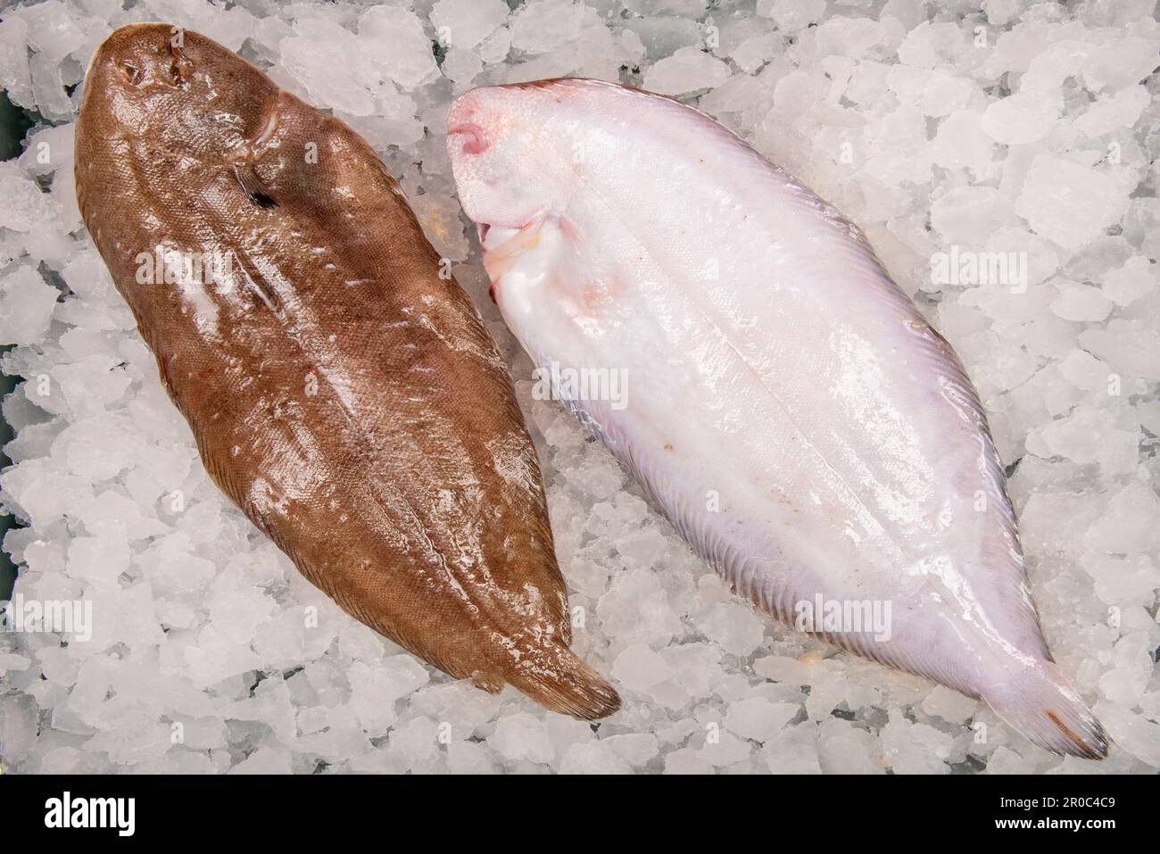 Temperate seas hi-res stock photography and images - Alamy