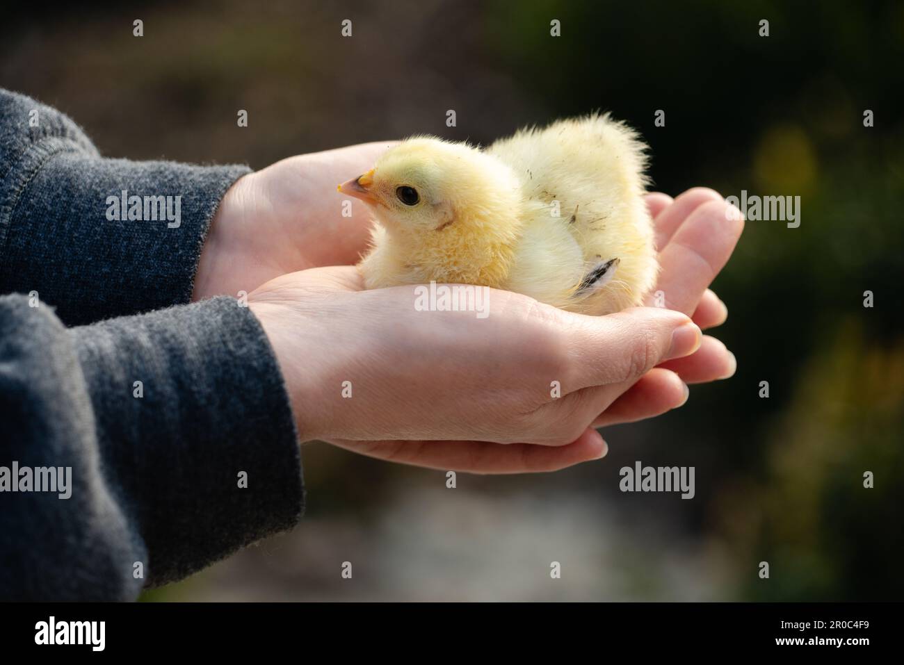 Yellow chicken in farmer's hand. Poultry farm. High quality photo Stock ...