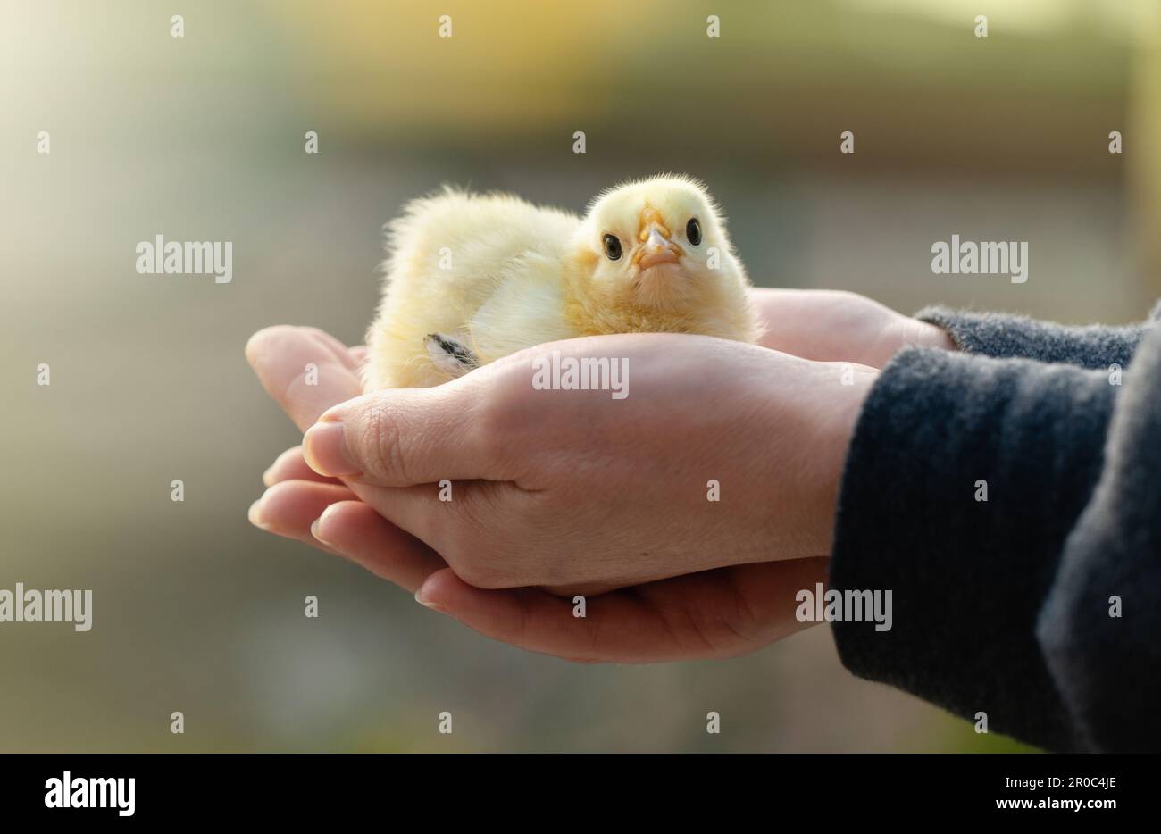Newborn poultry hi-res stock photography and images - Alamy