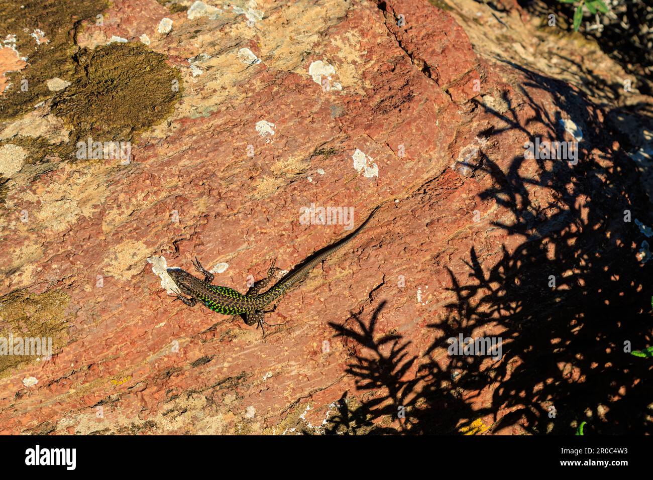 The Tyrrhenian wall lizard, endemic species to the islands Sardinia and ...
