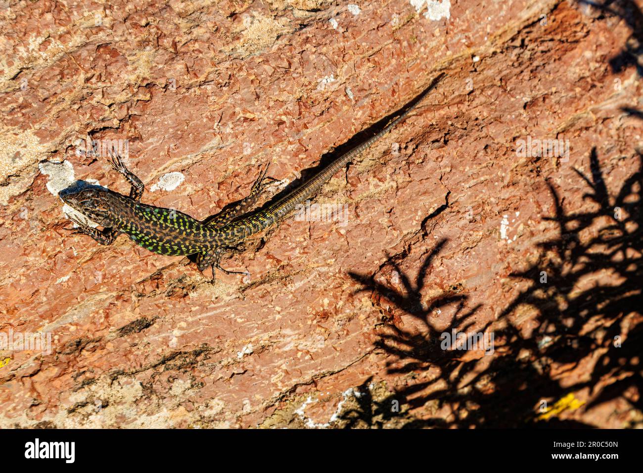 The Tyrrhenian wall lizard, endemic species to the islands Sardinia and ...