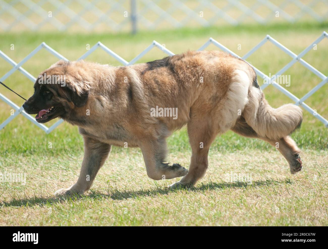 Full body dog hi-res stock photography and images - Alamy