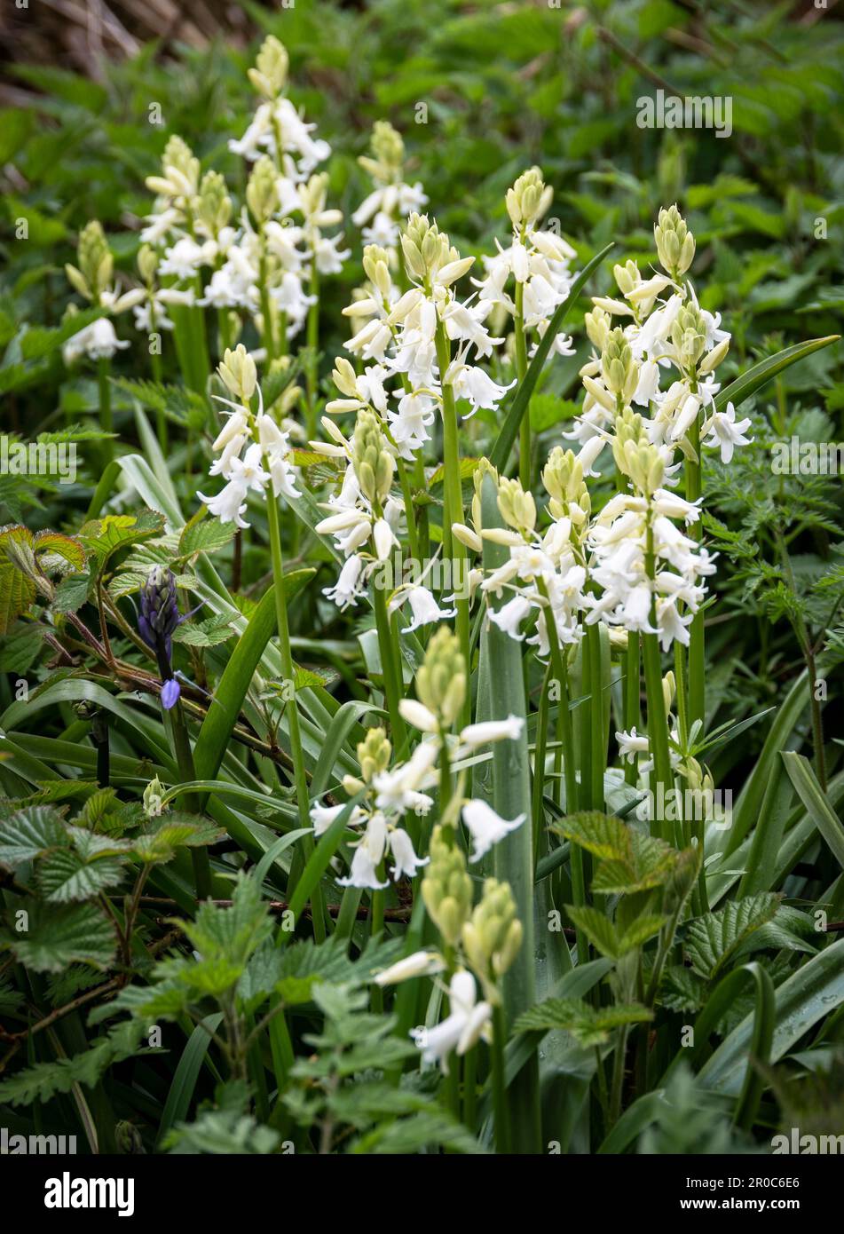A clump of white bells growing on a verge Stock Photo - Alamy