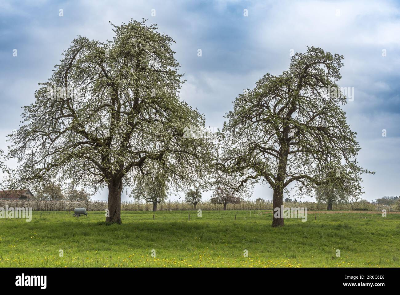 Pear tree pyrus communis hi-res stock photography and images - Alamy