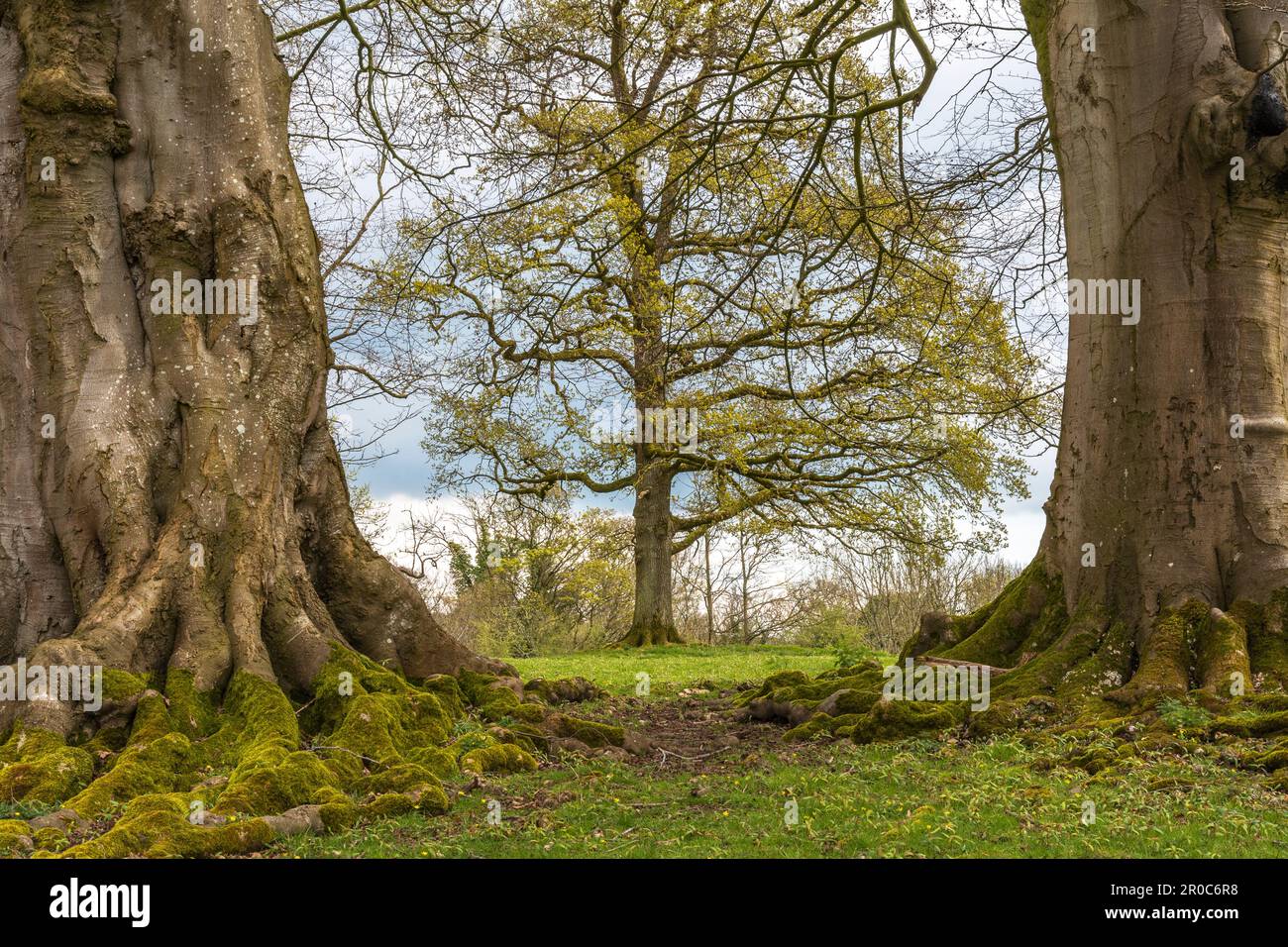 Three trees together in a pattern Stock Photo - Alamy