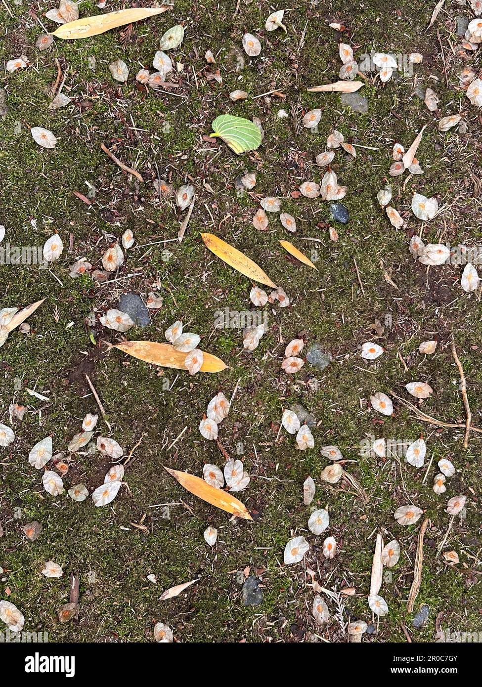Ground, moss and leaves - forest path background Stock Photo - Alamy