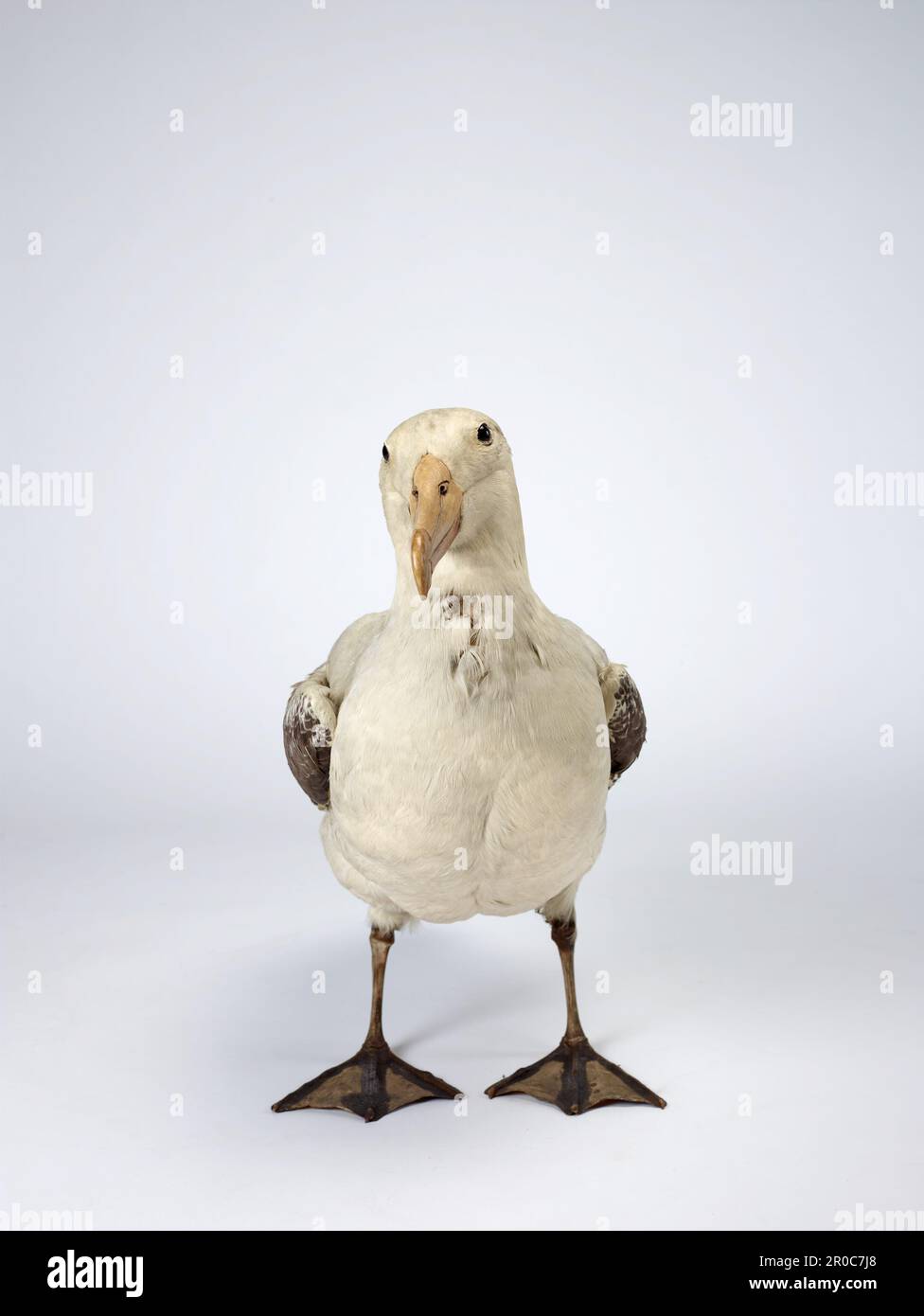 Wandering Albatross, Diomedea exulans Stock Photo - Alamy