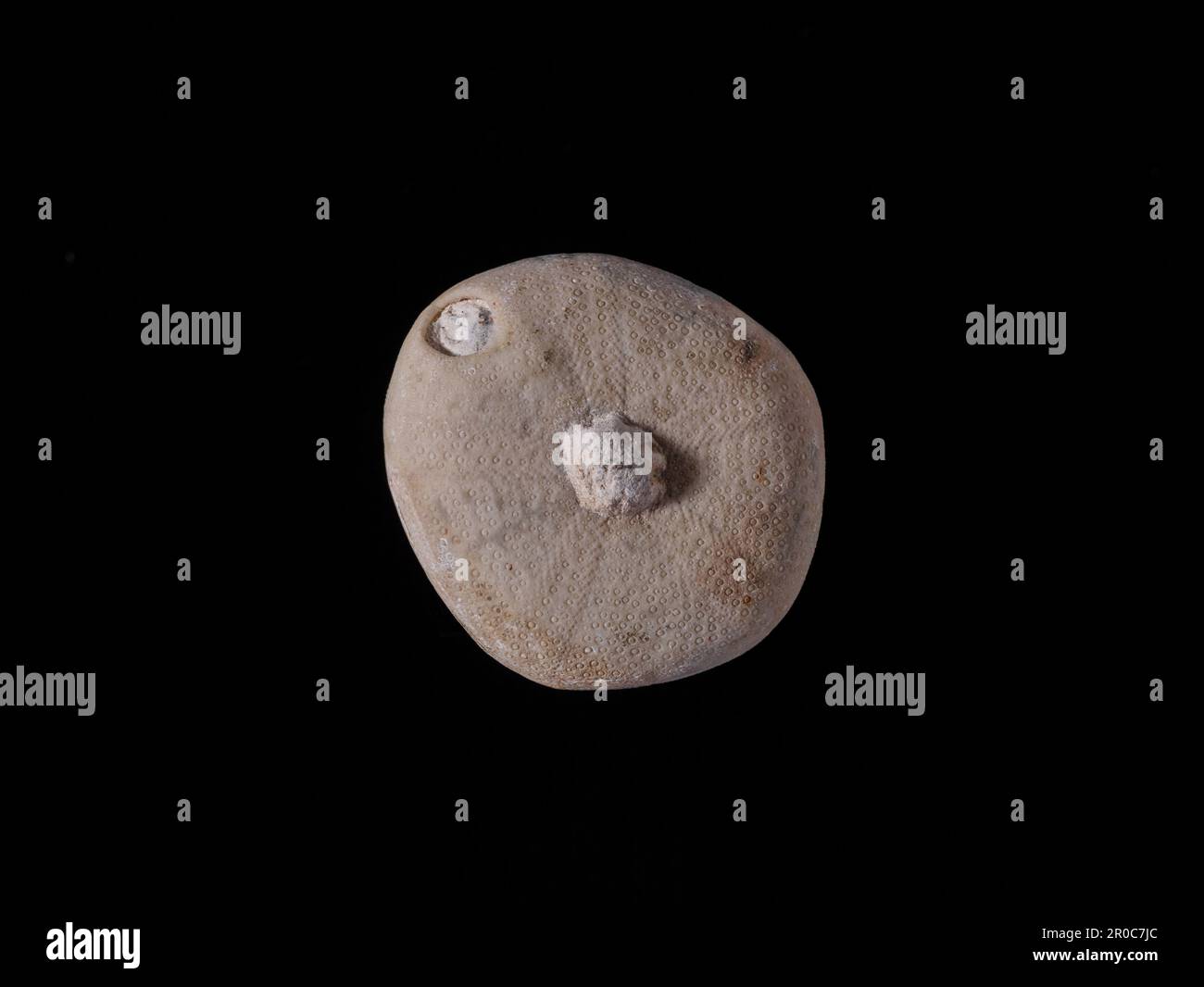 Echinoids hi-res stock photography and images - Alamy