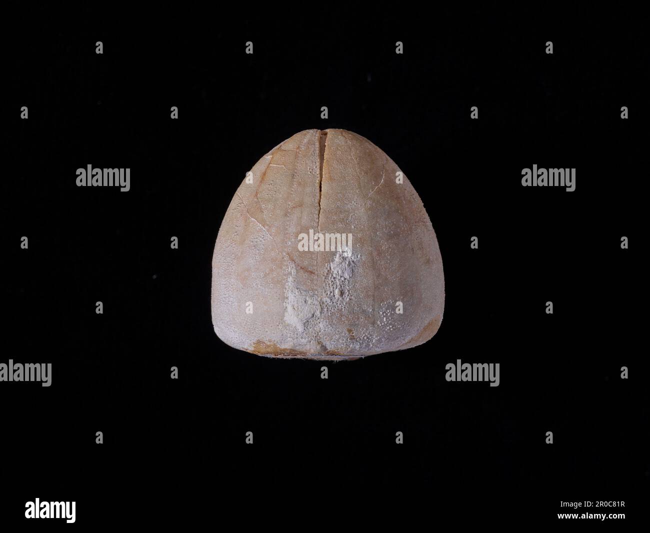 Fossil Echinoids, Conulus Albogalerus. One of four fossil echinoids ...