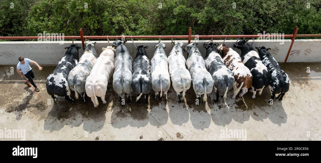 British Blue bulls prepared for a sale. Hereford, UK Stock Photo - Alamy