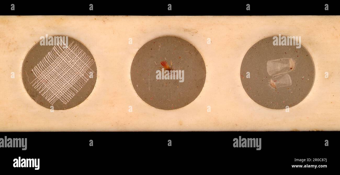 Compound Microscope Slides AmScope M50 Monocular Compound Microscope,