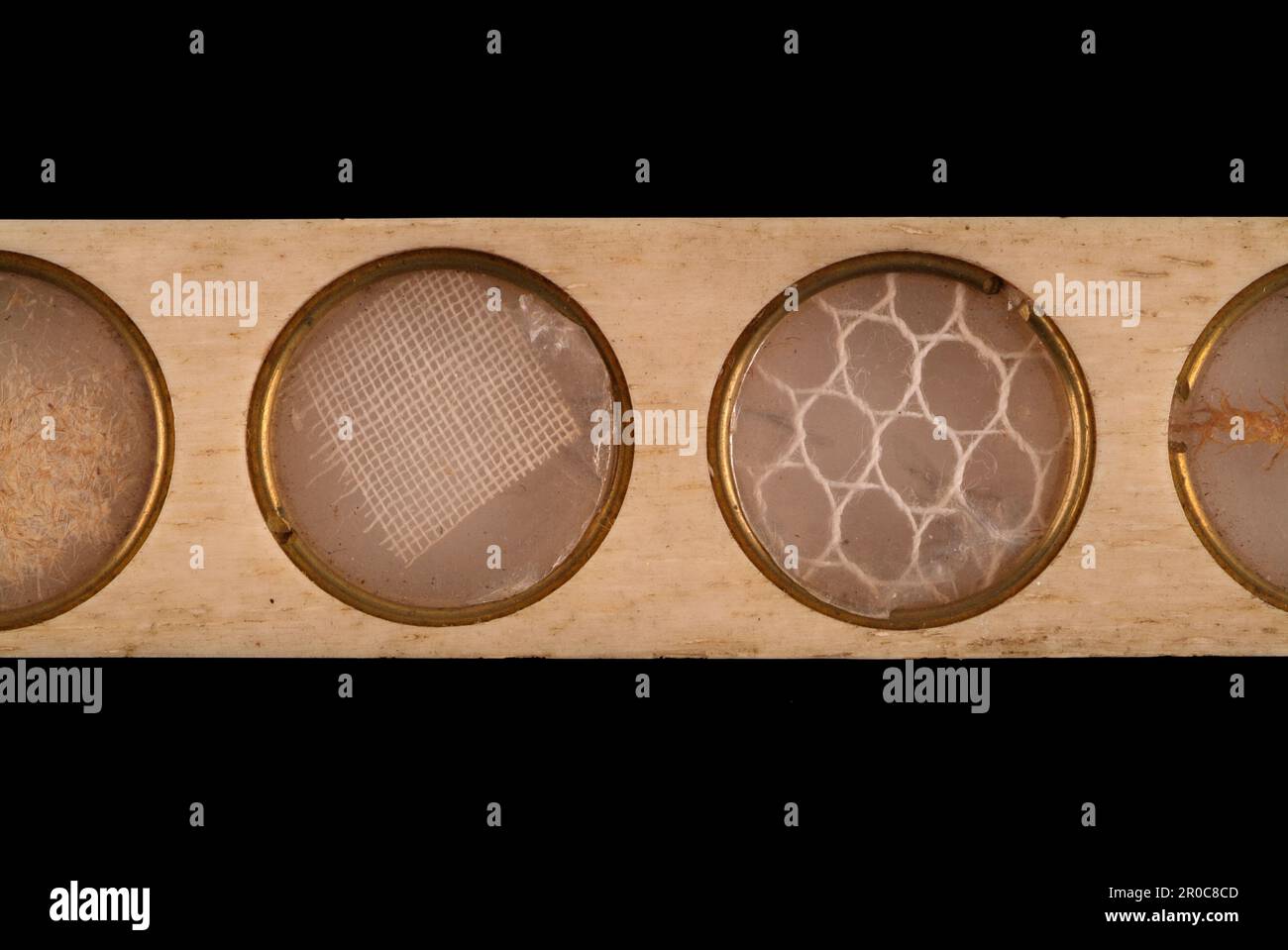 Compound Microscope Specimen Images