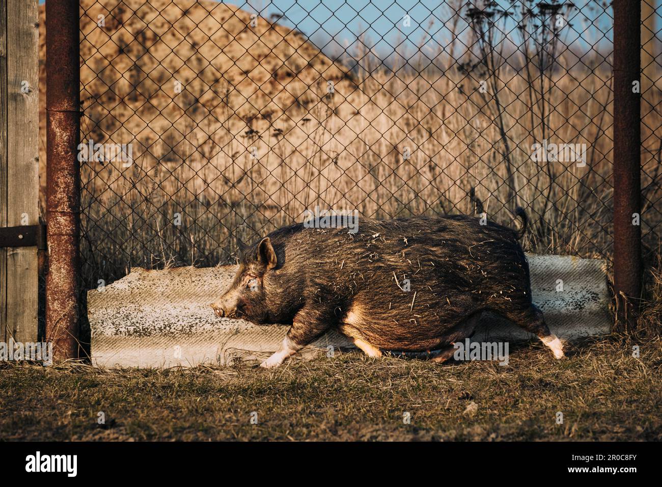 Pig Of Vietnamese Pot-bellied Running In Farm Yard. Vietnamese Breed Of ...