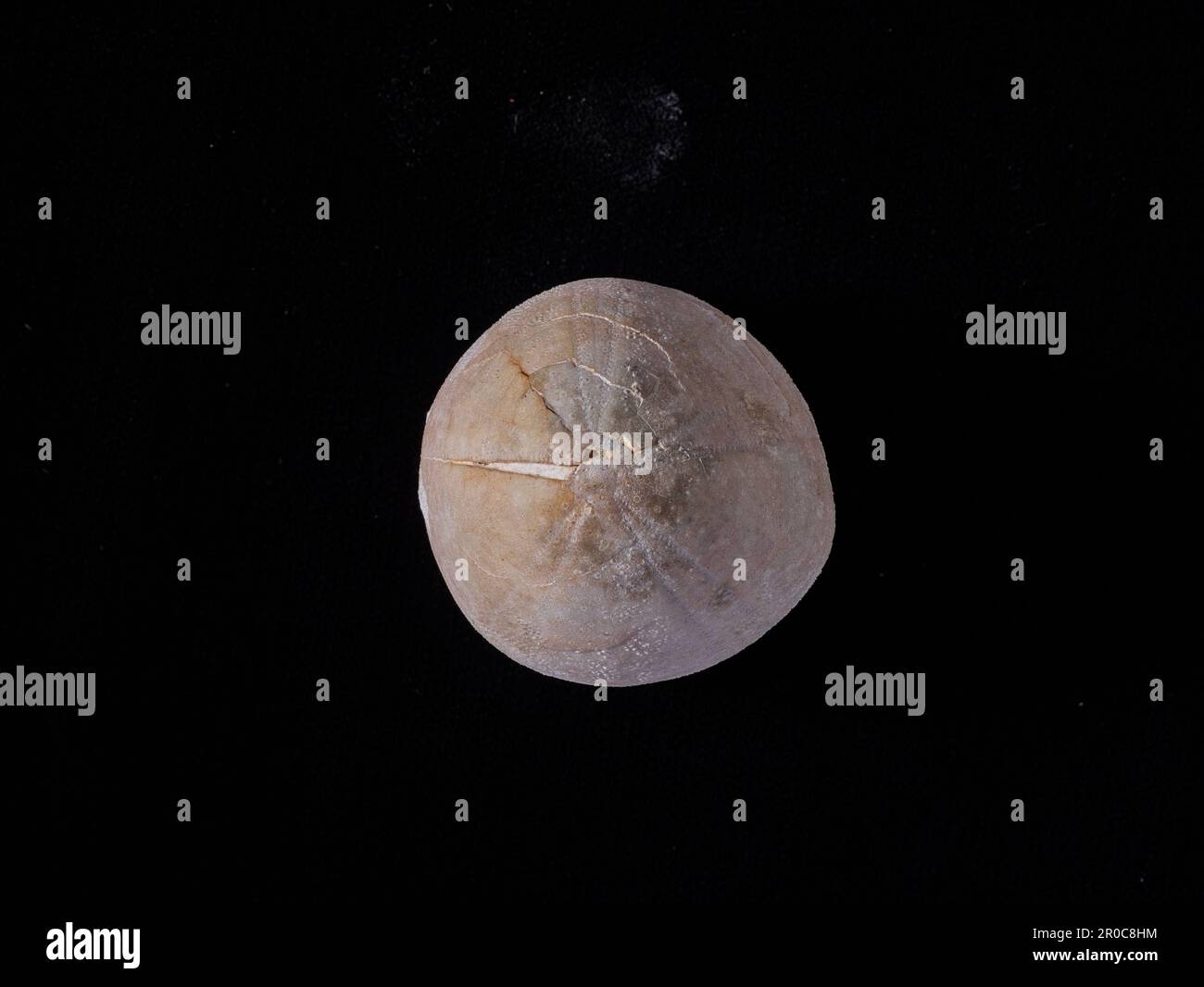 Fossil Echinoids, Conulus Albogalerus. One of four fossil echinoids ...