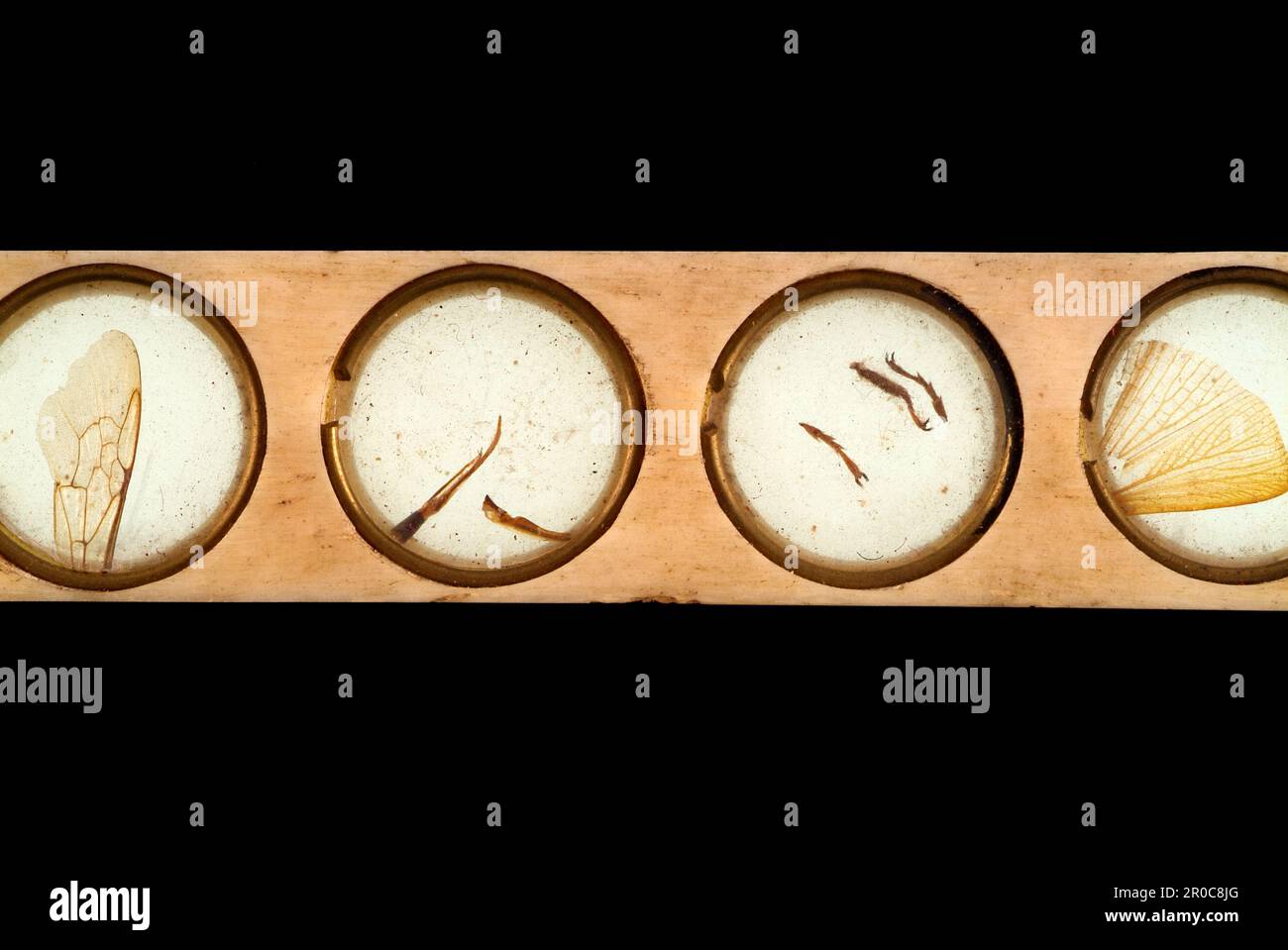 Compound Microscope Slides