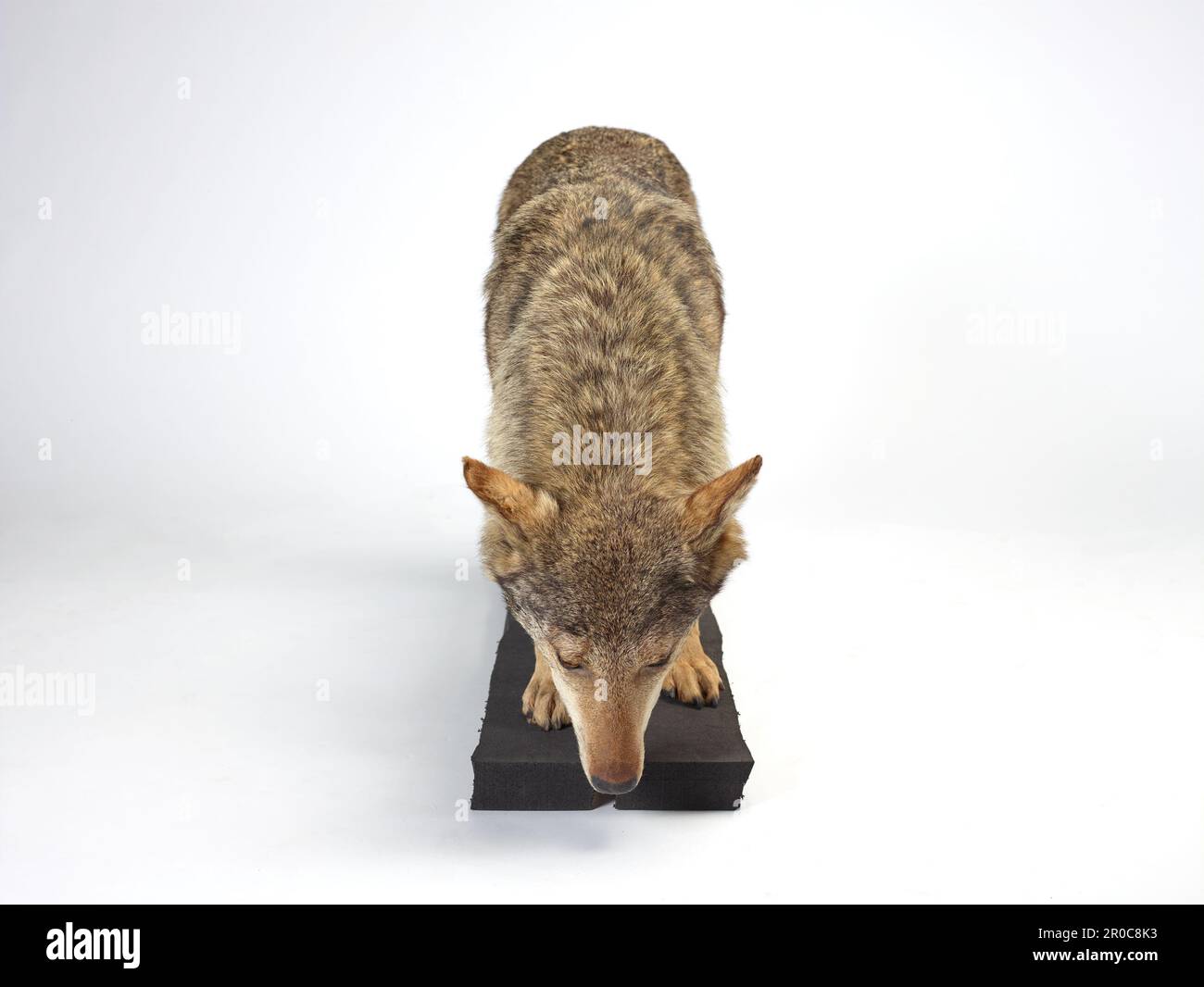 Natural history taxidermy specimen hi-res stock photography and images ...
