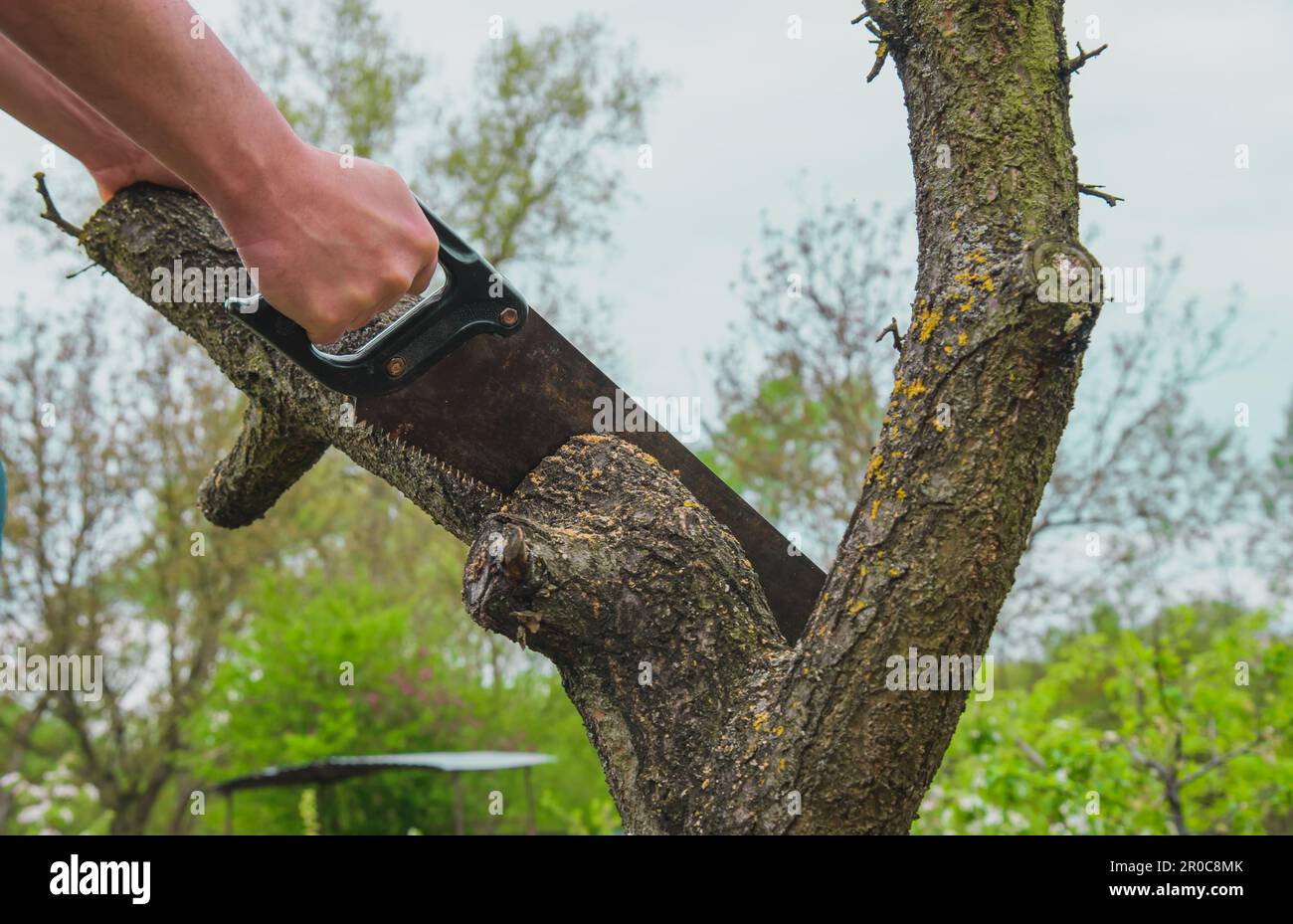 Cutting down a dry branch on a tree with a hand saw. Spring work in the ...