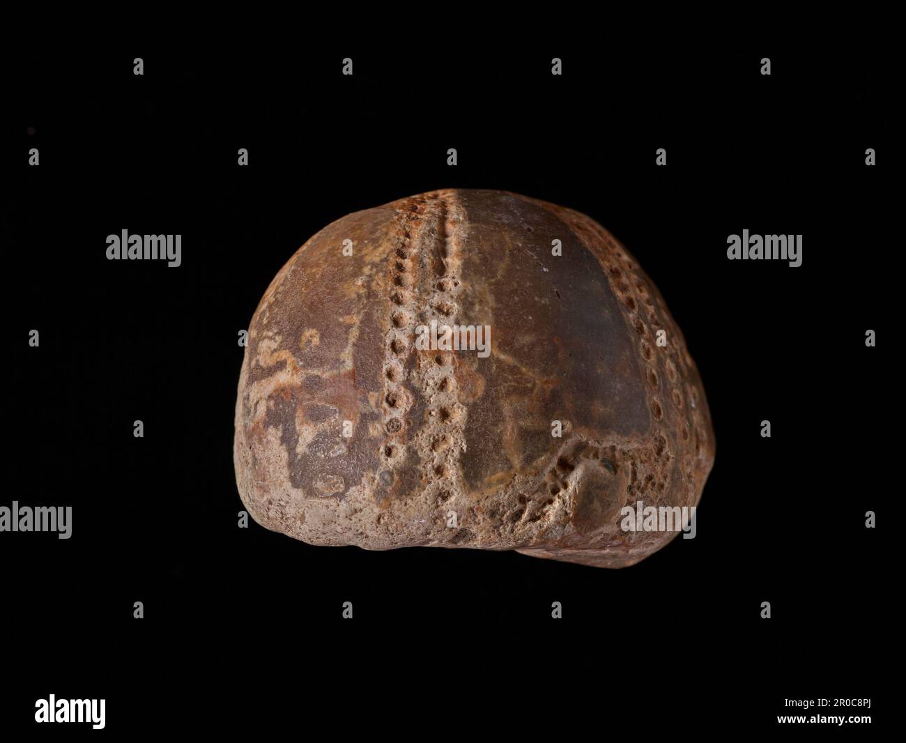 Echinocorys hi-res stock photography and images - Alamy