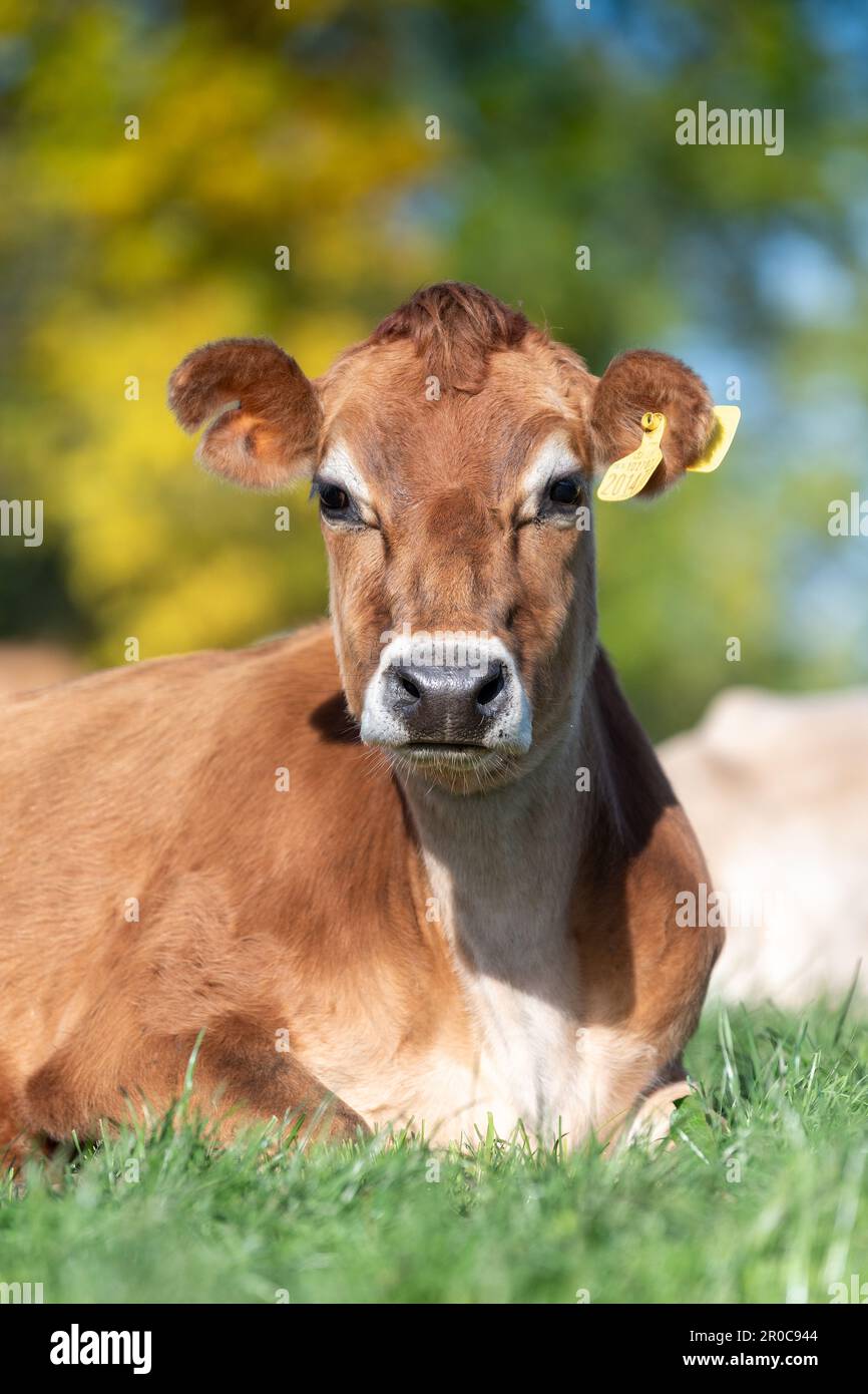 Jersey dairy cows sat down in lush pasture ground, Carlisle, Cumbria ...