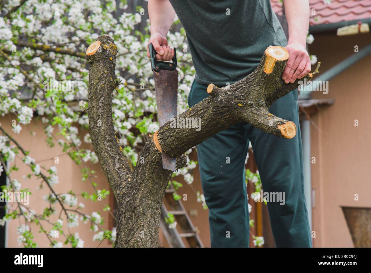Cutting an old tree. Man works in the garden, removing dry and damaged ...