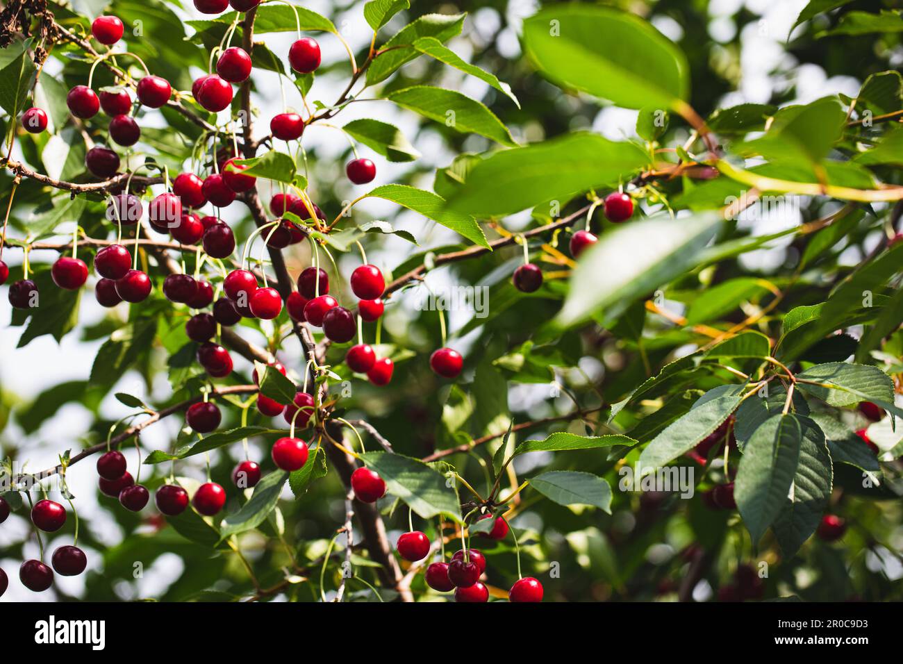 Set fruit leaves branches hi-res stock photography and images - Alamy
