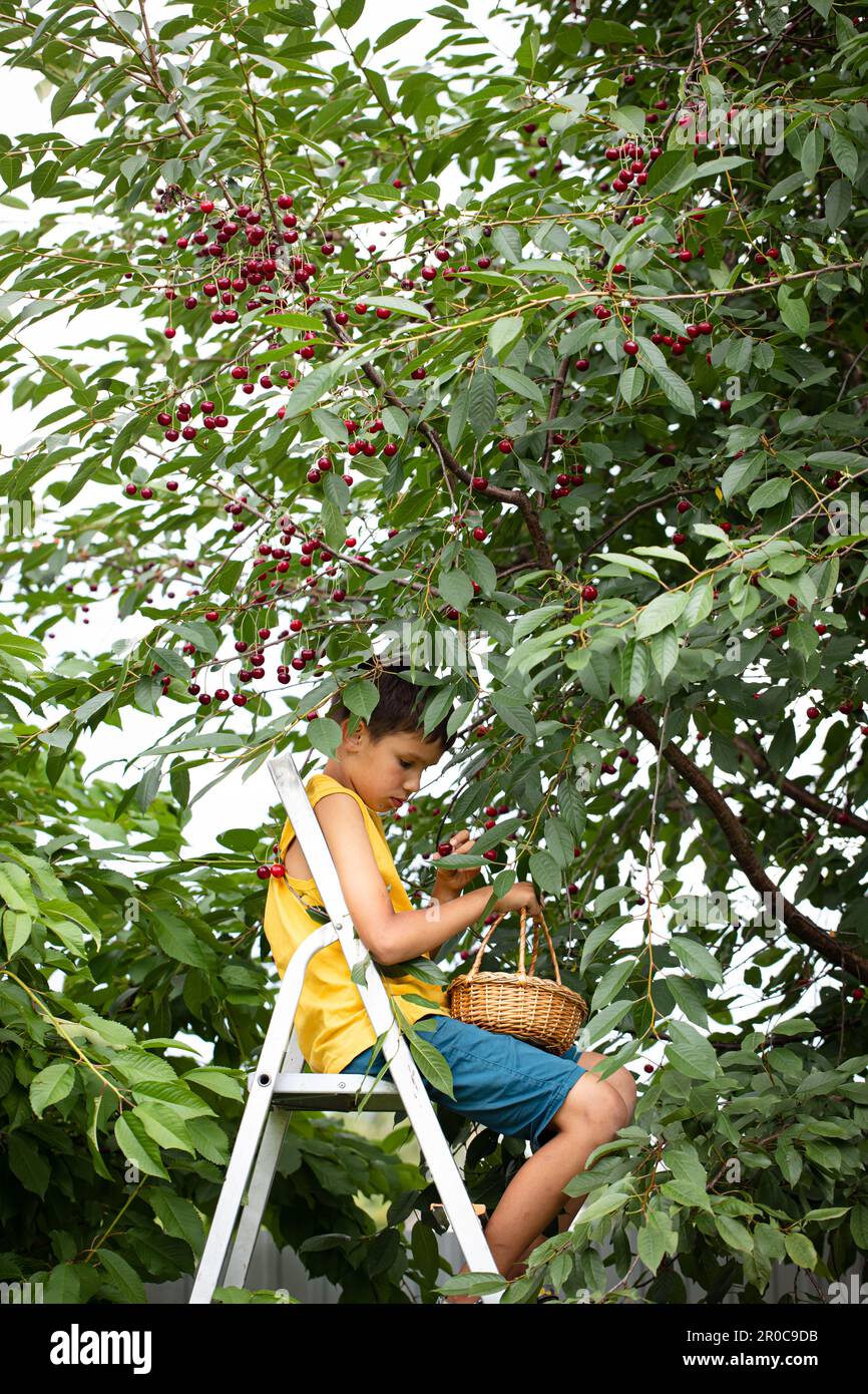 a boy harvests cherries in a basket on a ladder near a cherry tree ...
