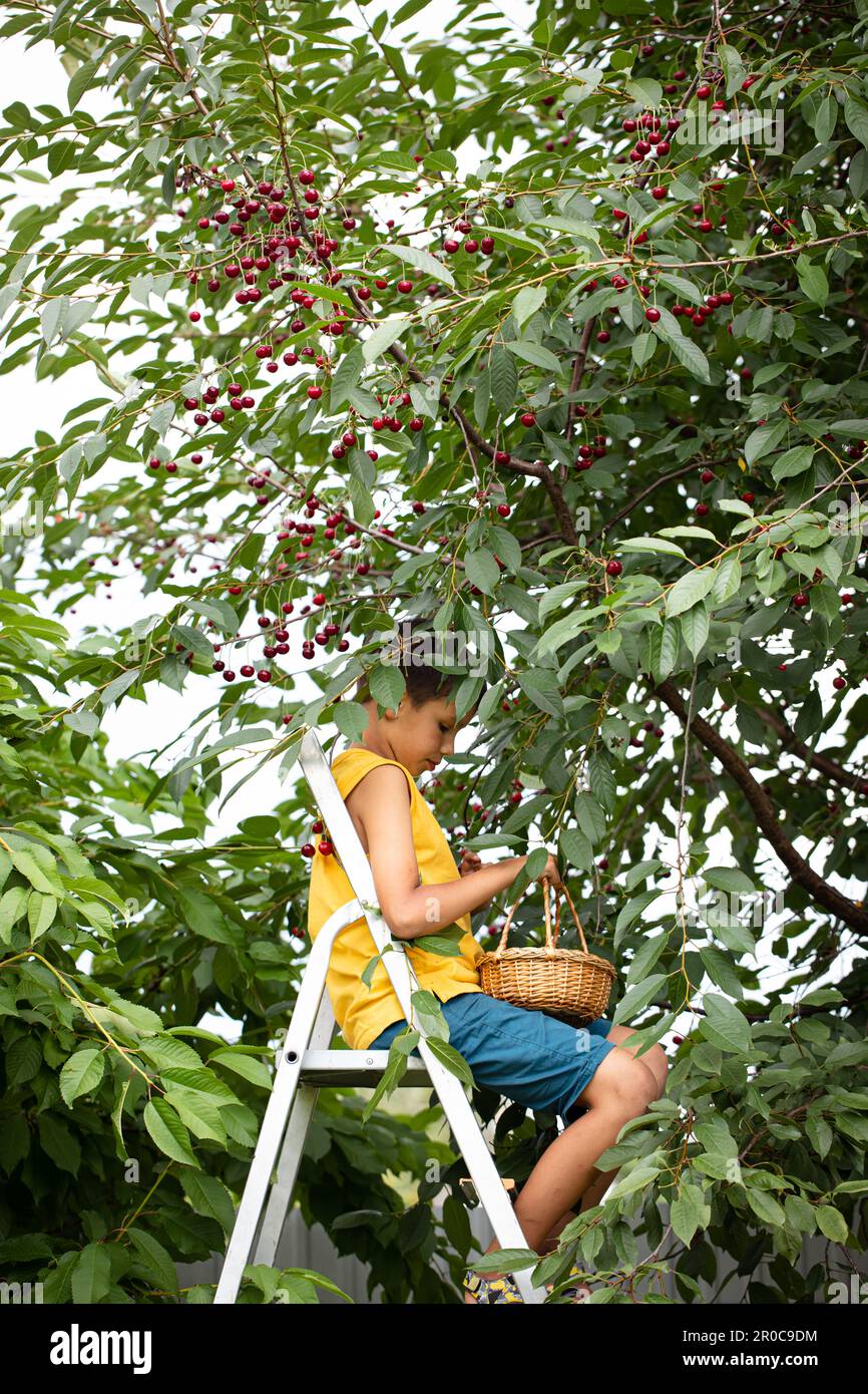 a boy harvests cherries in a basket on a ladder near a cherry tree ...