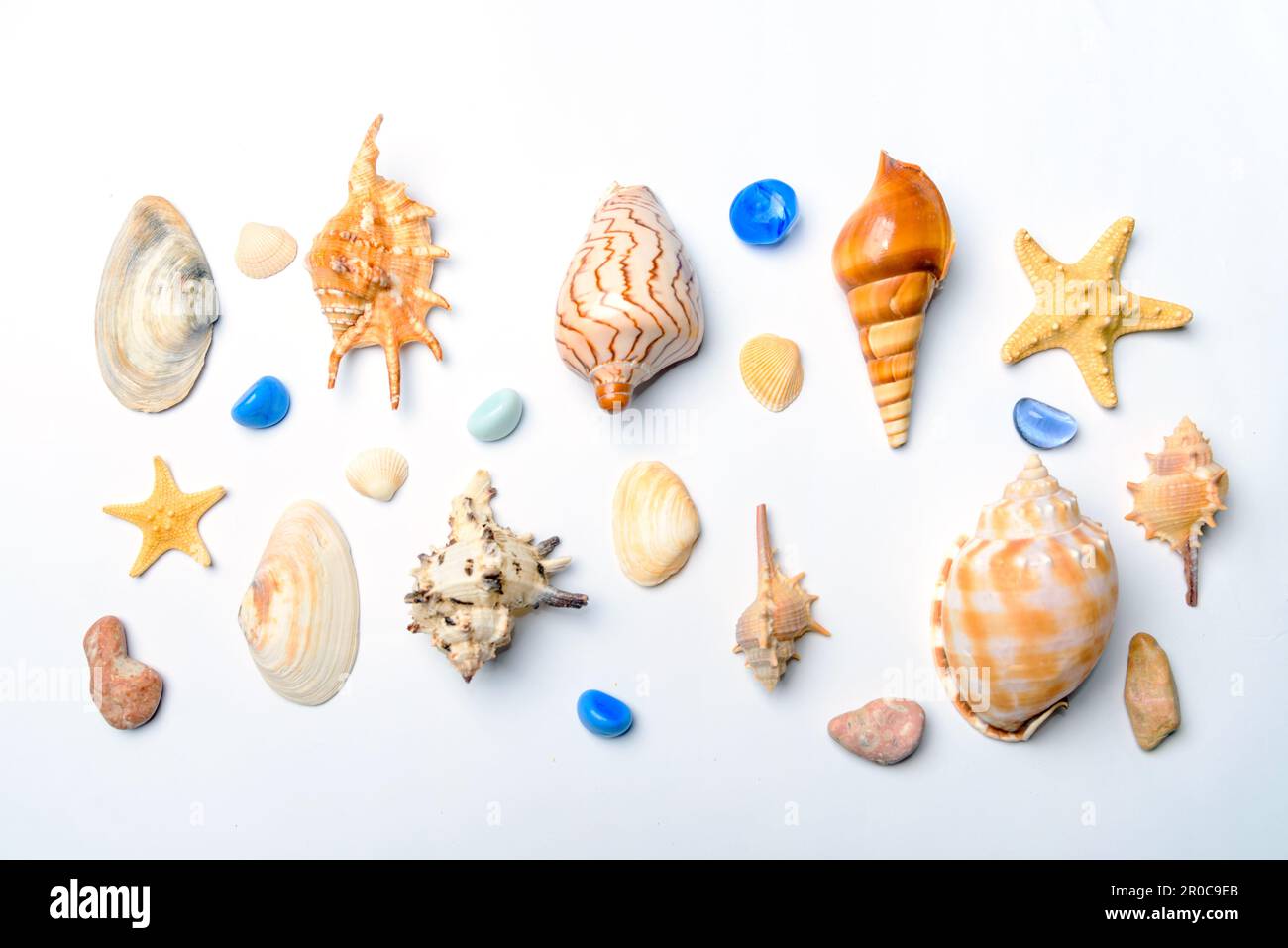 Seashells collection on white background above view. Seashells, stone ...