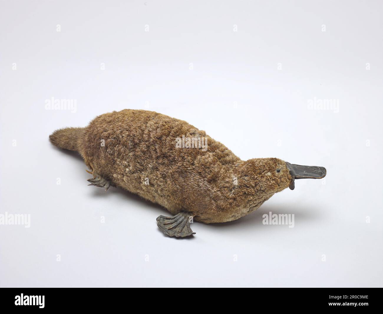 Duck billed platypus taxidermy hi-res stock photography and images - Alamy