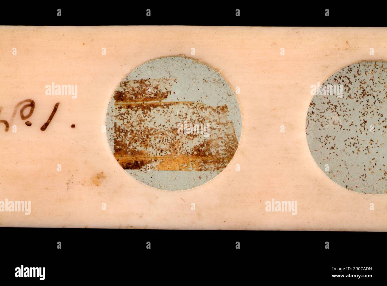 Compound Microscope Specimen Images