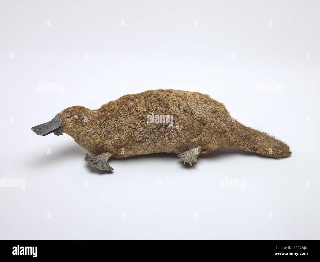 Duck-billed platypus (Ornithorhynchus anatinus) taxidermy. Natural ...