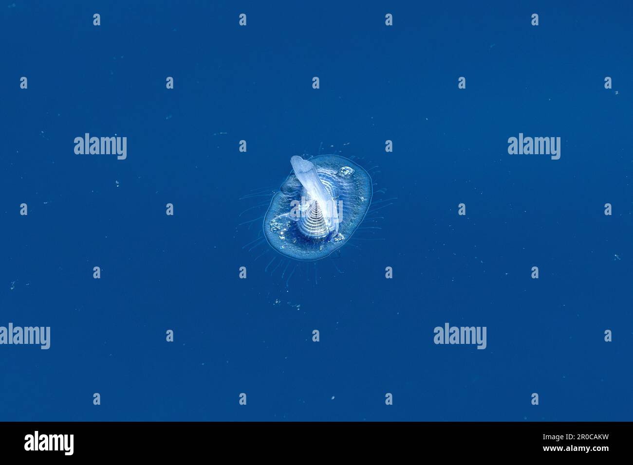 By the wind sailor hi-res stock photography and images - Alamy