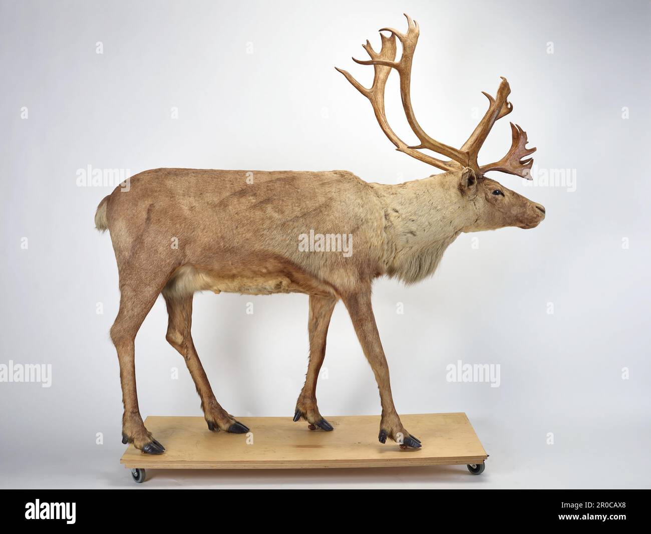 Male Reindeer Stock Photo - Alamy
