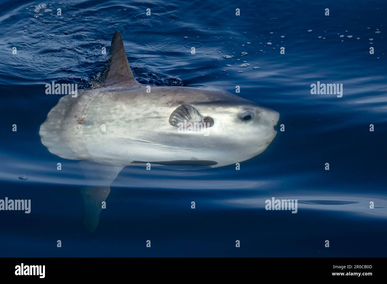 A Sunfish on sea surface while eating jellyfish hydrozoa velella Stock ...
