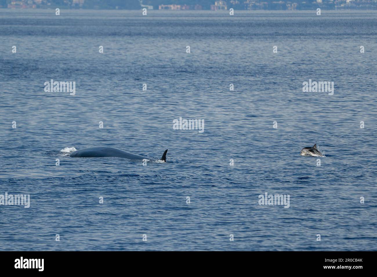 A Fin Whale Balaenoptera physalus with a striped dolphin endangered ...