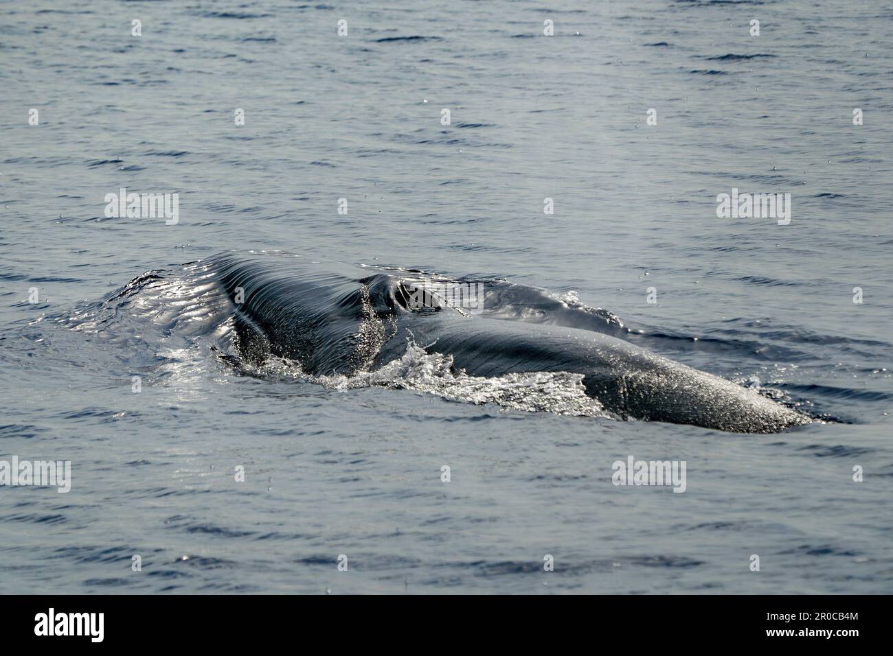 A Fin Whale Balaenoptera physalus endangered rare to see in Mediterranean sea Stock Photo - Alamy