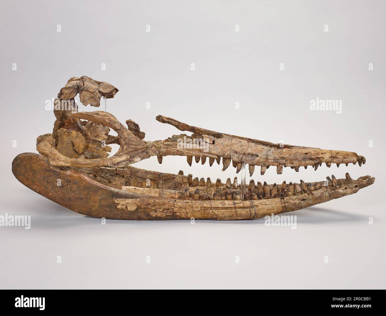 Ichthyosaur (Protoichthyosaurus prostaxalis) 3D fossil skeleton ...