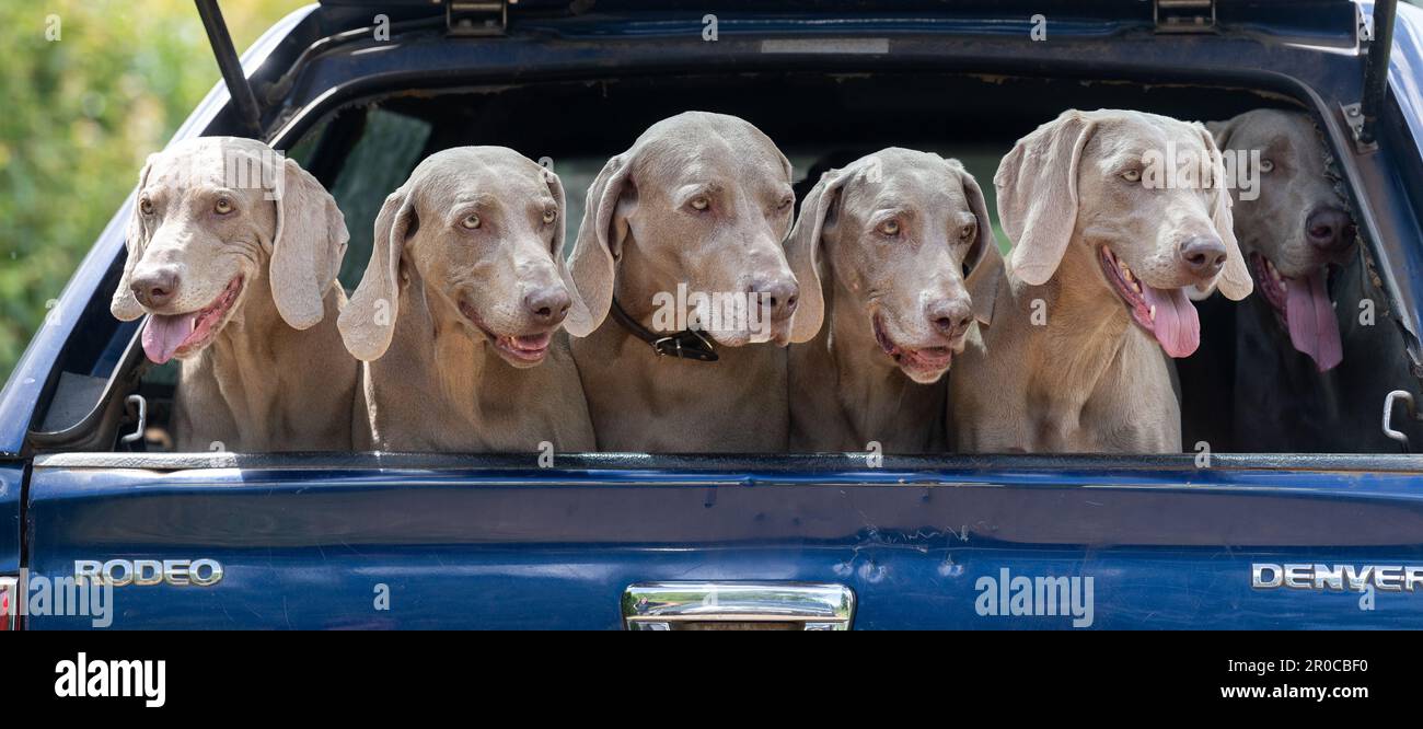 Weimaraner dog breed hi-res stock photography and images - Alamy