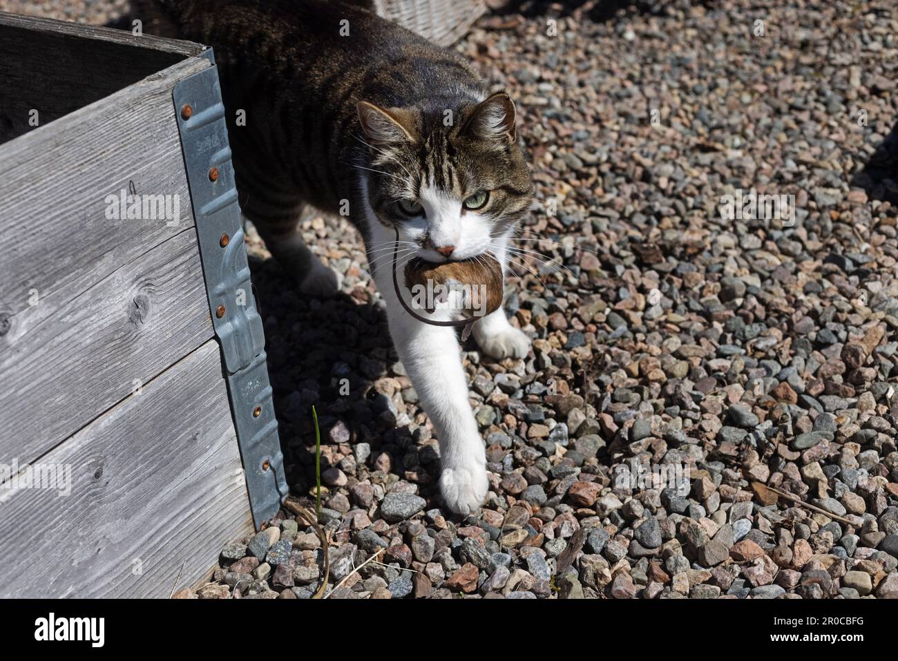 Cat chasing mouse hi-res stock photography and images - Alamy