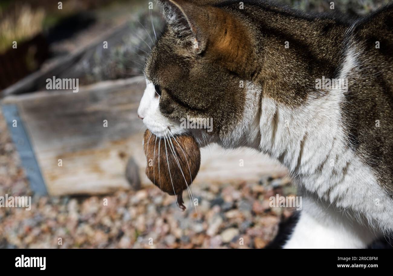 A cat chasing a mouse in a garden, Motala Sweden, during Sunday Stock ...