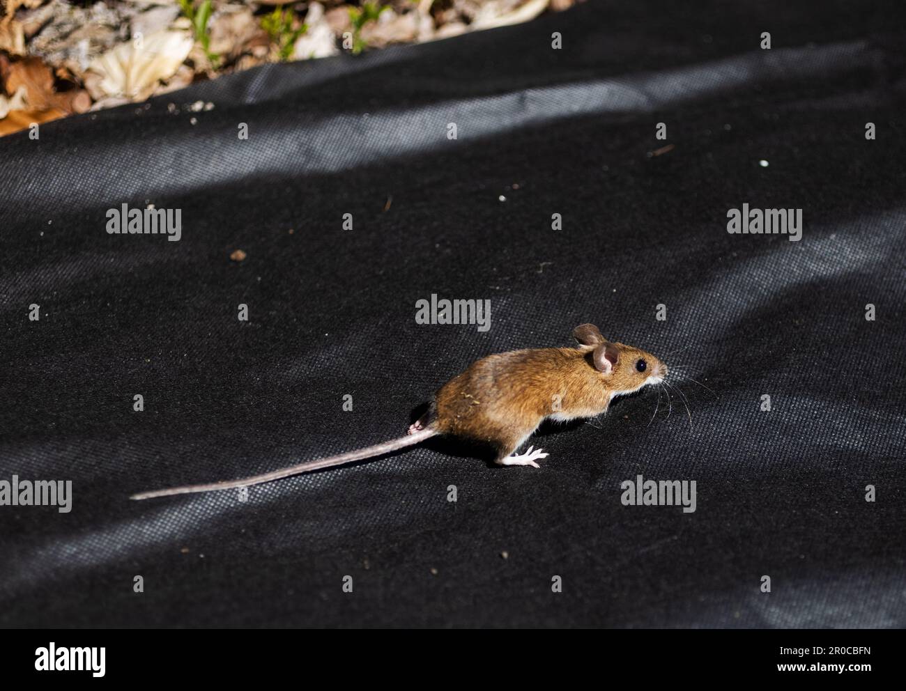 A cat chasing a mouse in a garden, Motala Sweden, during Sunday Stock ...