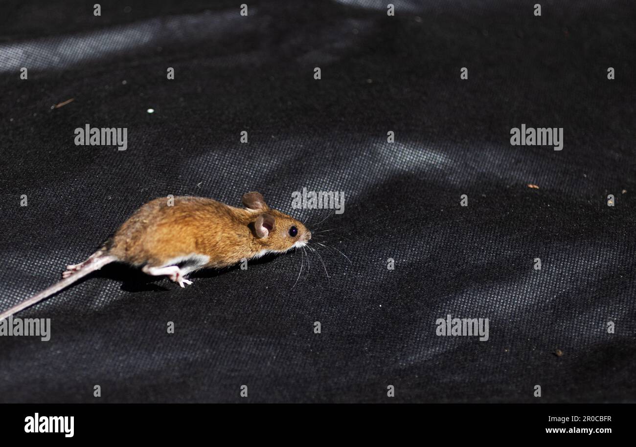 A cat chasing a mouse in a garden, Motala Sweden, during Sunday Stock ...