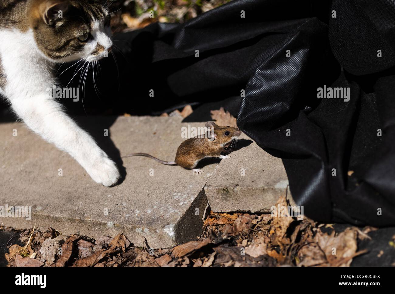 A cat chasing a mouse in a garden, Motala Sweden, during Sunday Stock ...