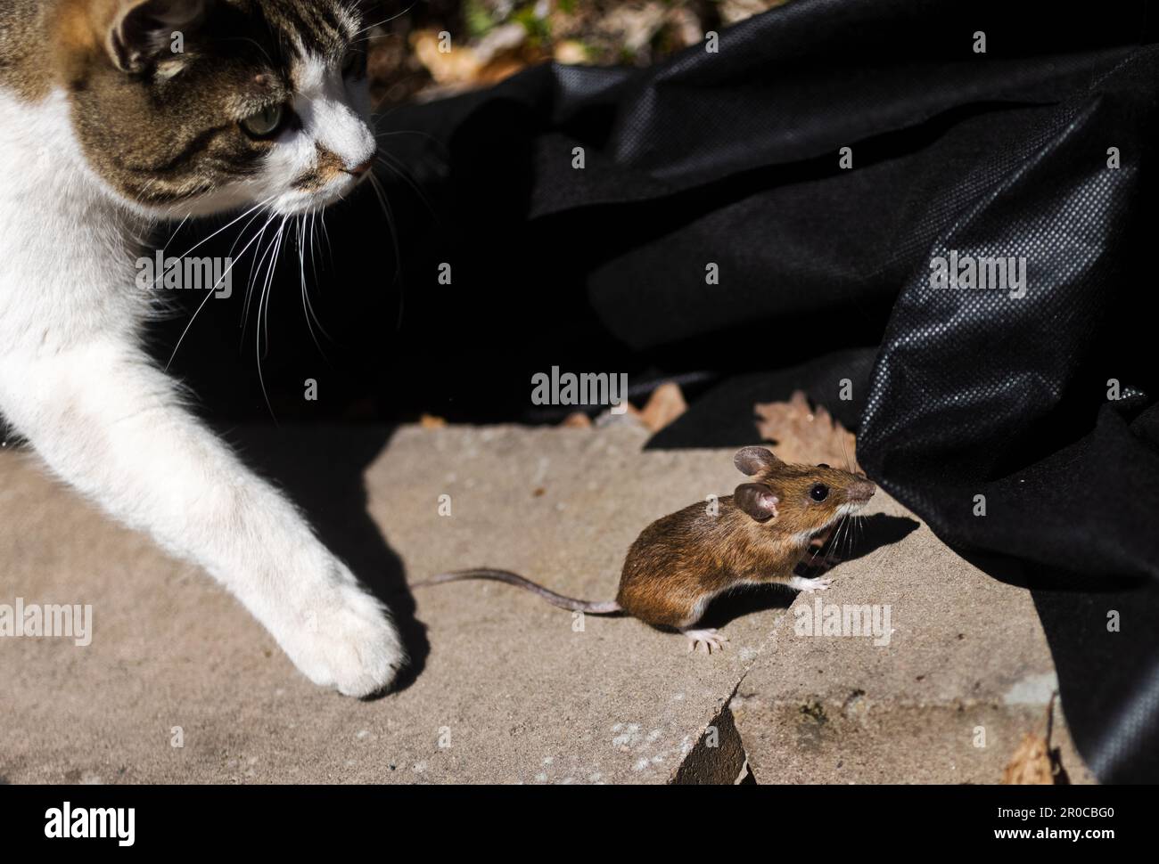 A cat chasing a mouse in a garden, Motala Sweden, during Sunday Stock ...